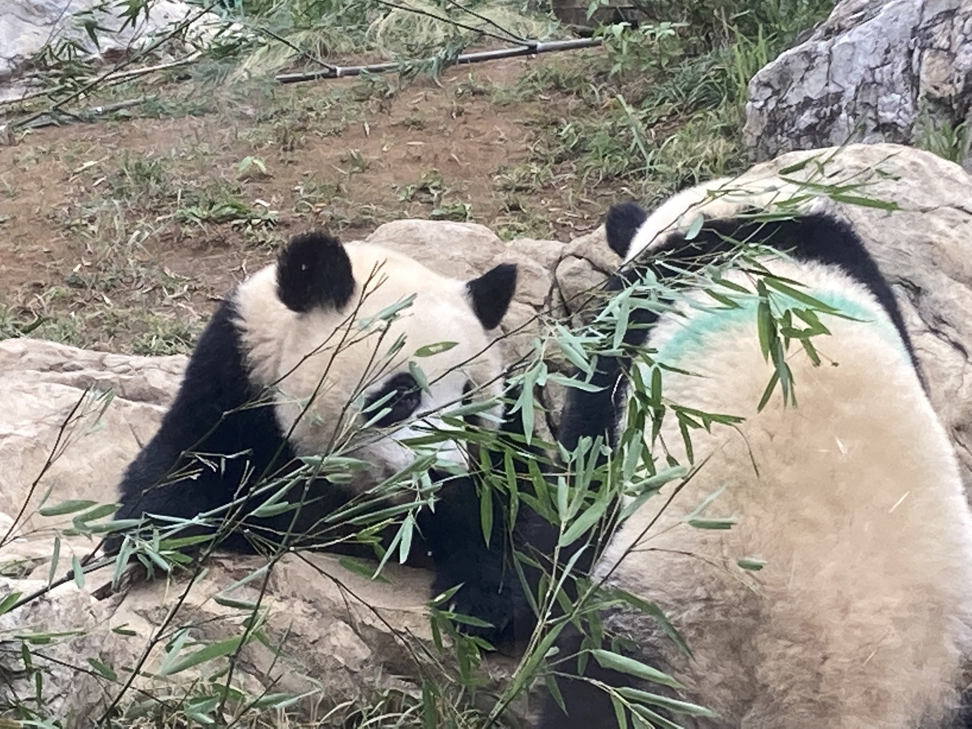 パンダ 上野動物園: いたちの旅日記